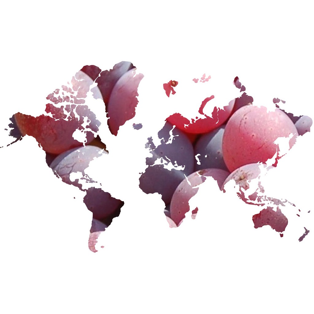 tourisme vin et experiences